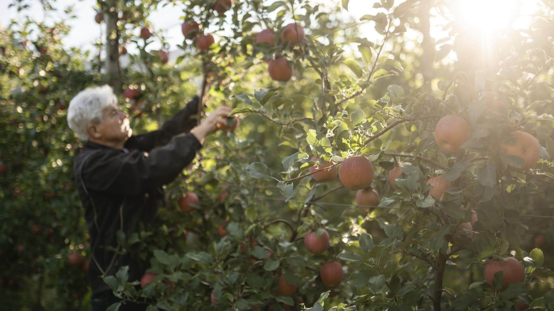Südtiroler Apfelkonsortium - Das Netzwerk der Südtiroler Apfelwirtschaft