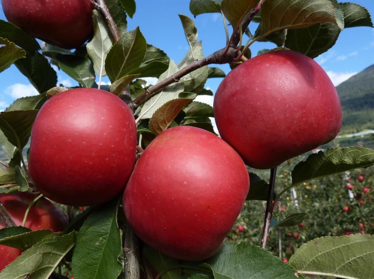 Apfelanbau: Neue schorfresistente Sorten auf dem Markt