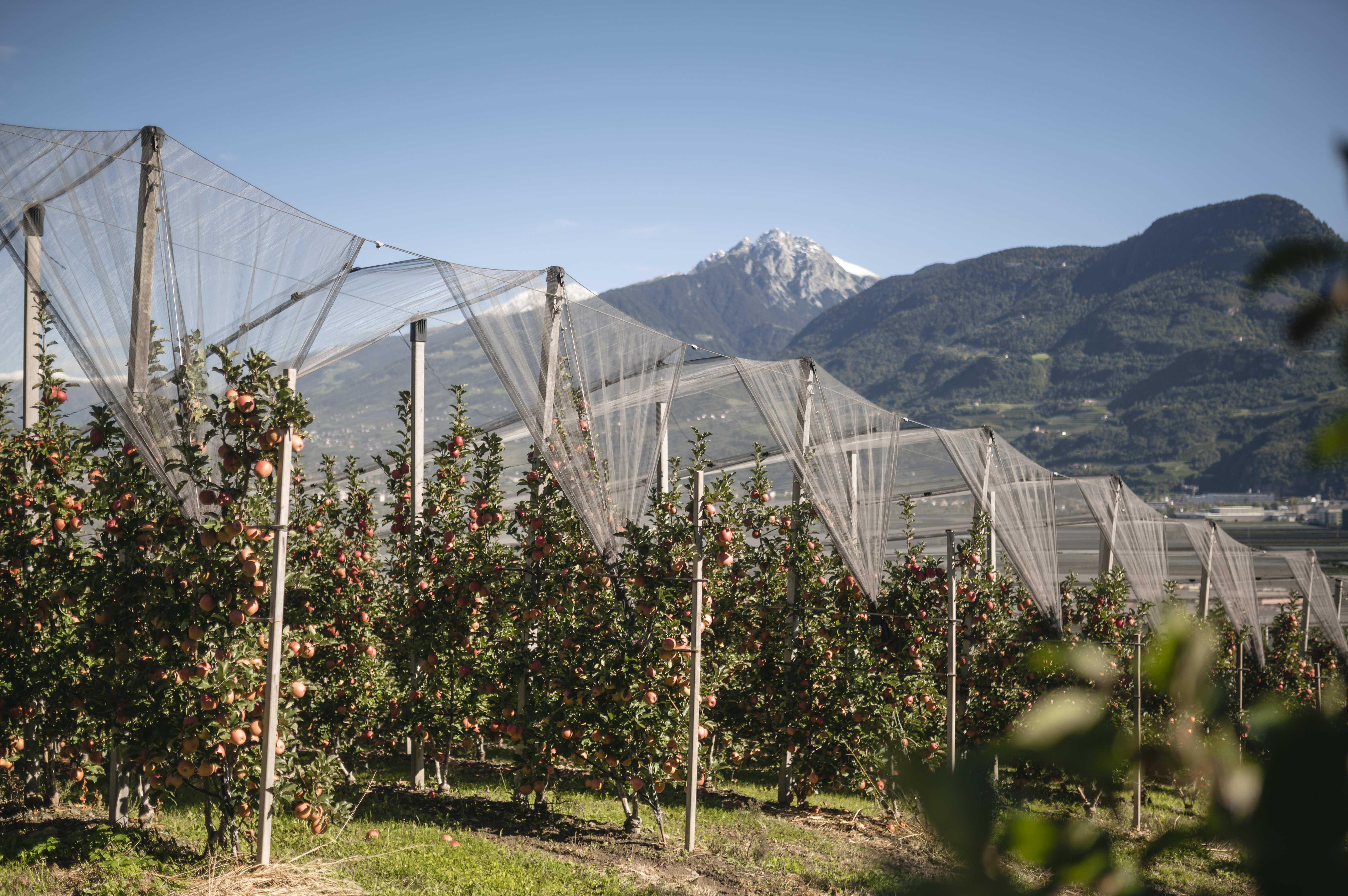 La “Mela Alto Adige” IGP festeggia 20 anni: Indicazione Geografica Protetta e quattro nuove varietà